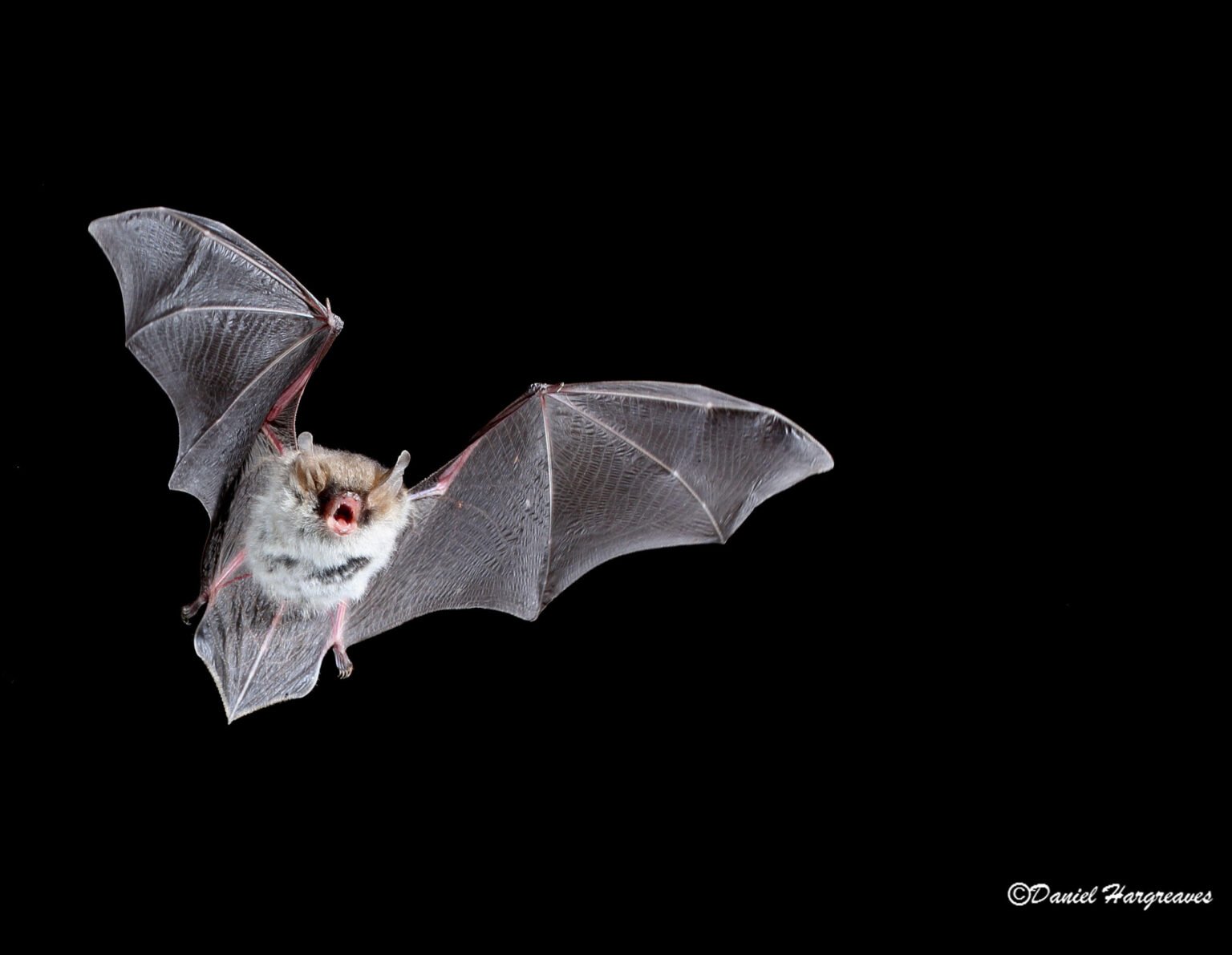 » Lights out for the creatures of the night