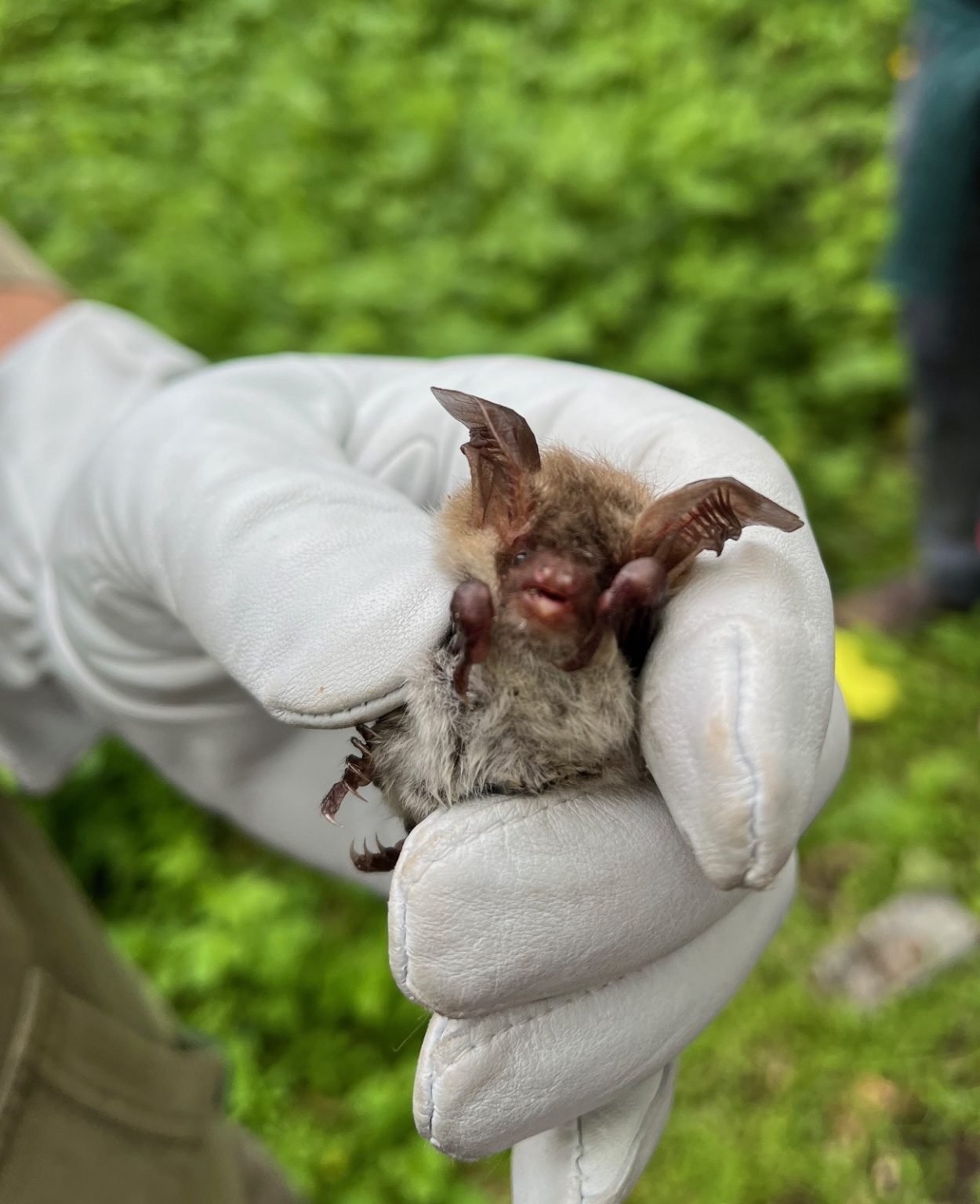 » Rare bat makes a Strawberry Line appearance